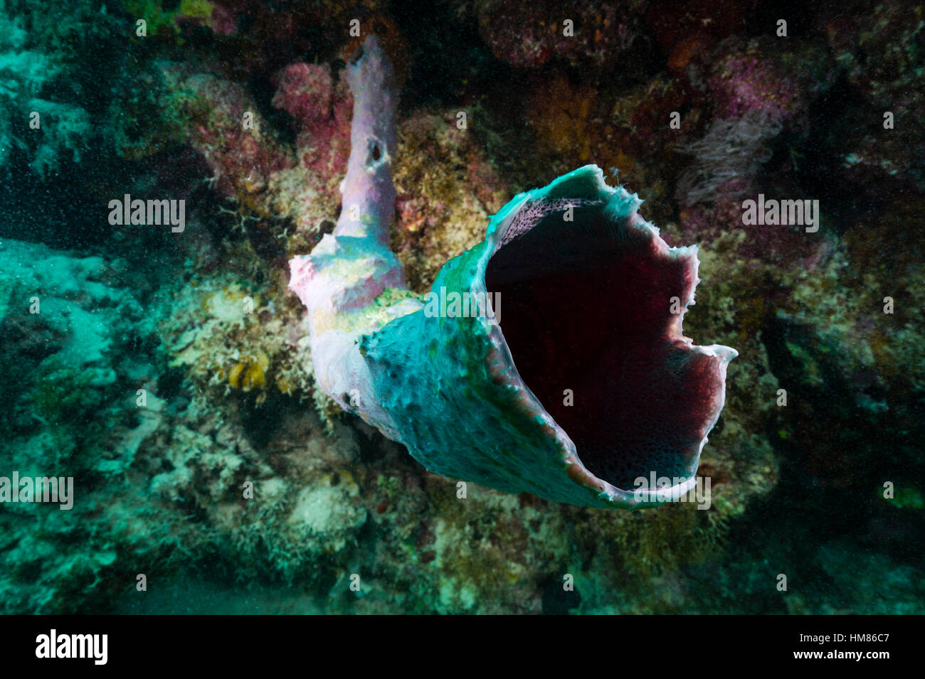 A large horn-like sponge extending from the wall of a tropical reef ...