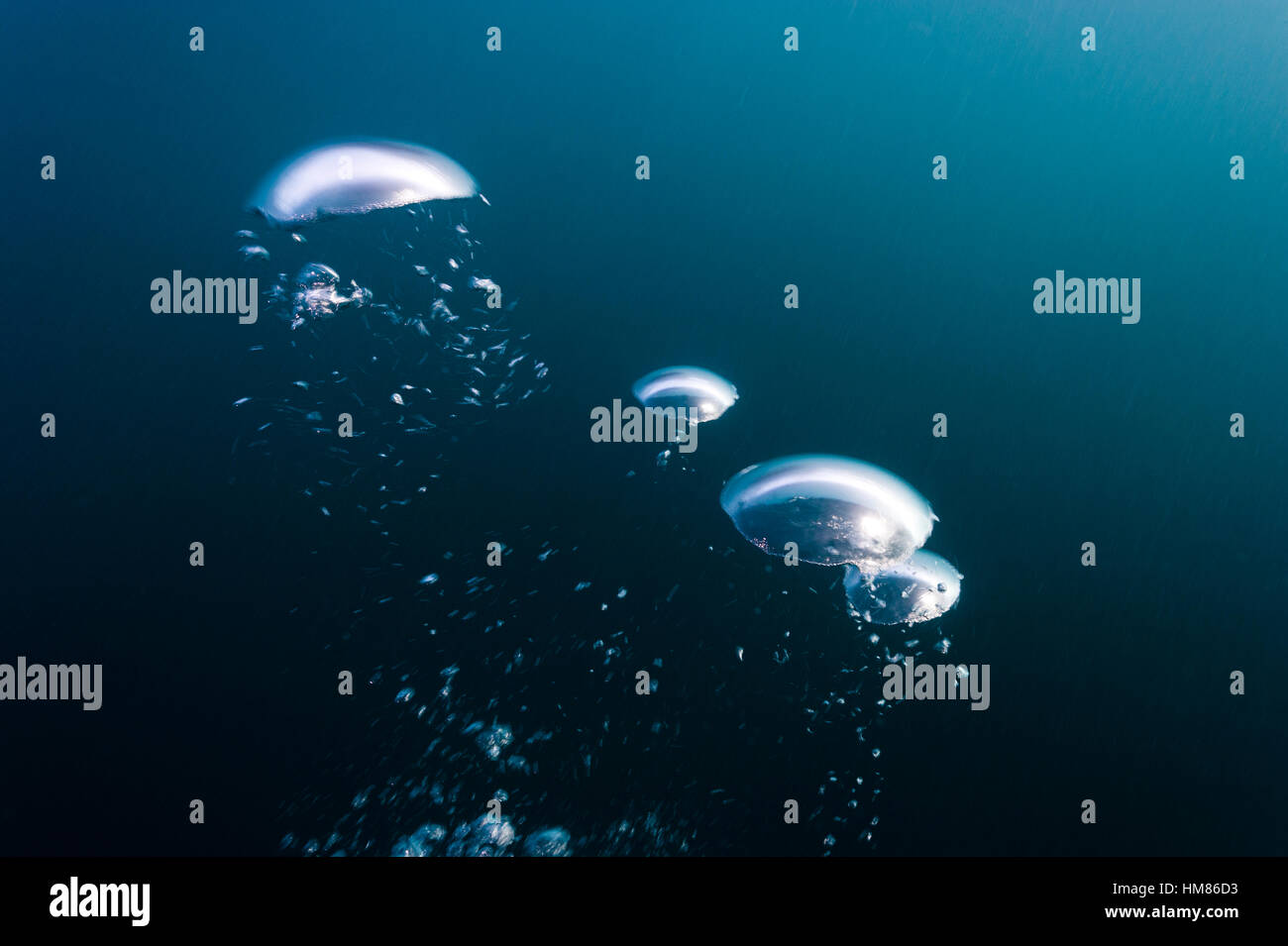 Disc-like air bubbles from a scuba divers tank floating to the surface ...