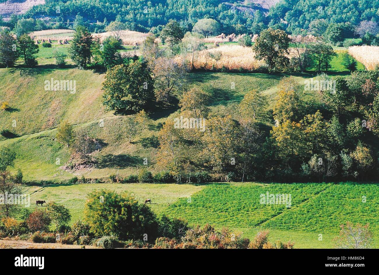 Agricultural landscape with trees, Republic of Macedonia Stock Photo ...