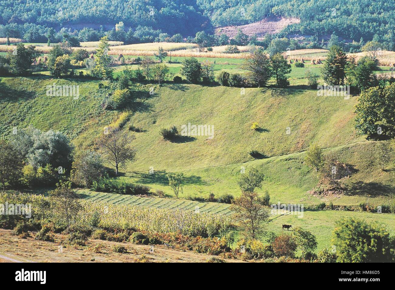 Agricultural landscape with trees, Republic of Macedonia Stock Photo ...