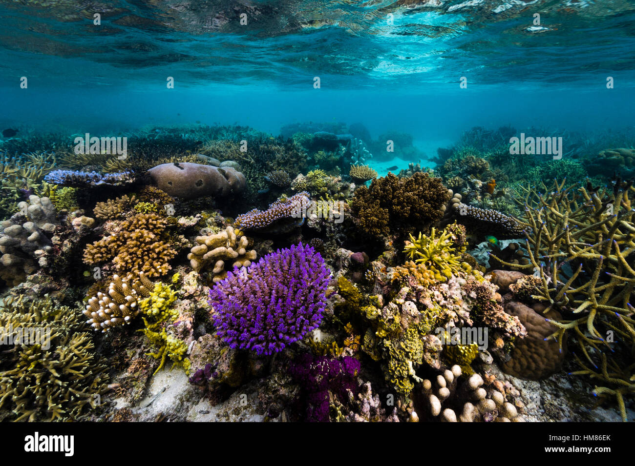 A bright purple hard coral sprouting from a flourishing tropical reef ...