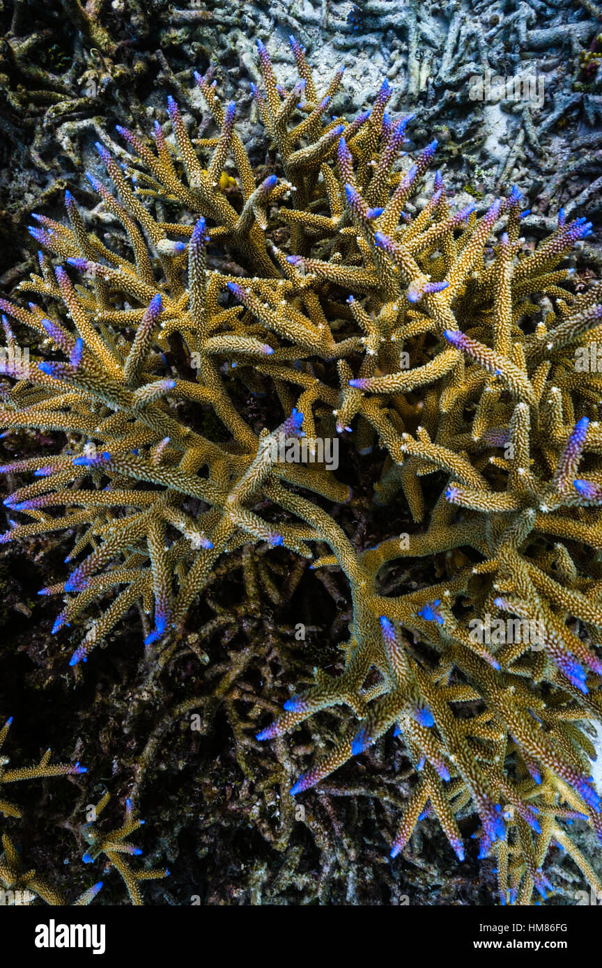 Blue Staghorn Coral