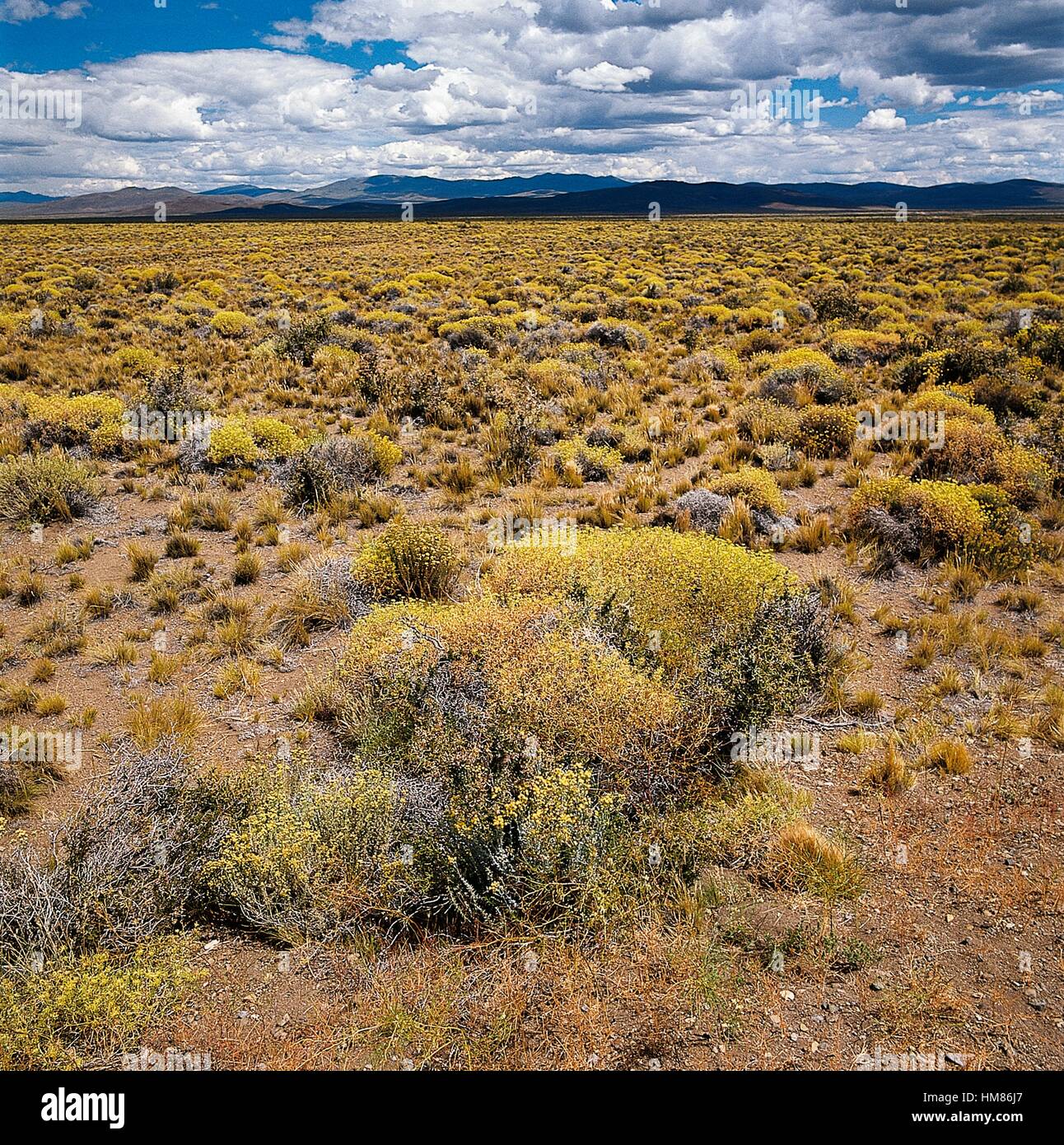 Vegetation on the Pampa de Agnia, Argentina Stock Photo - Alamy
