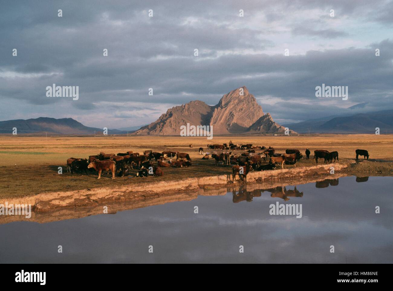 Grazing cattle at a watering hole in Anatolia, Turkey Stock Photo - Alamy
