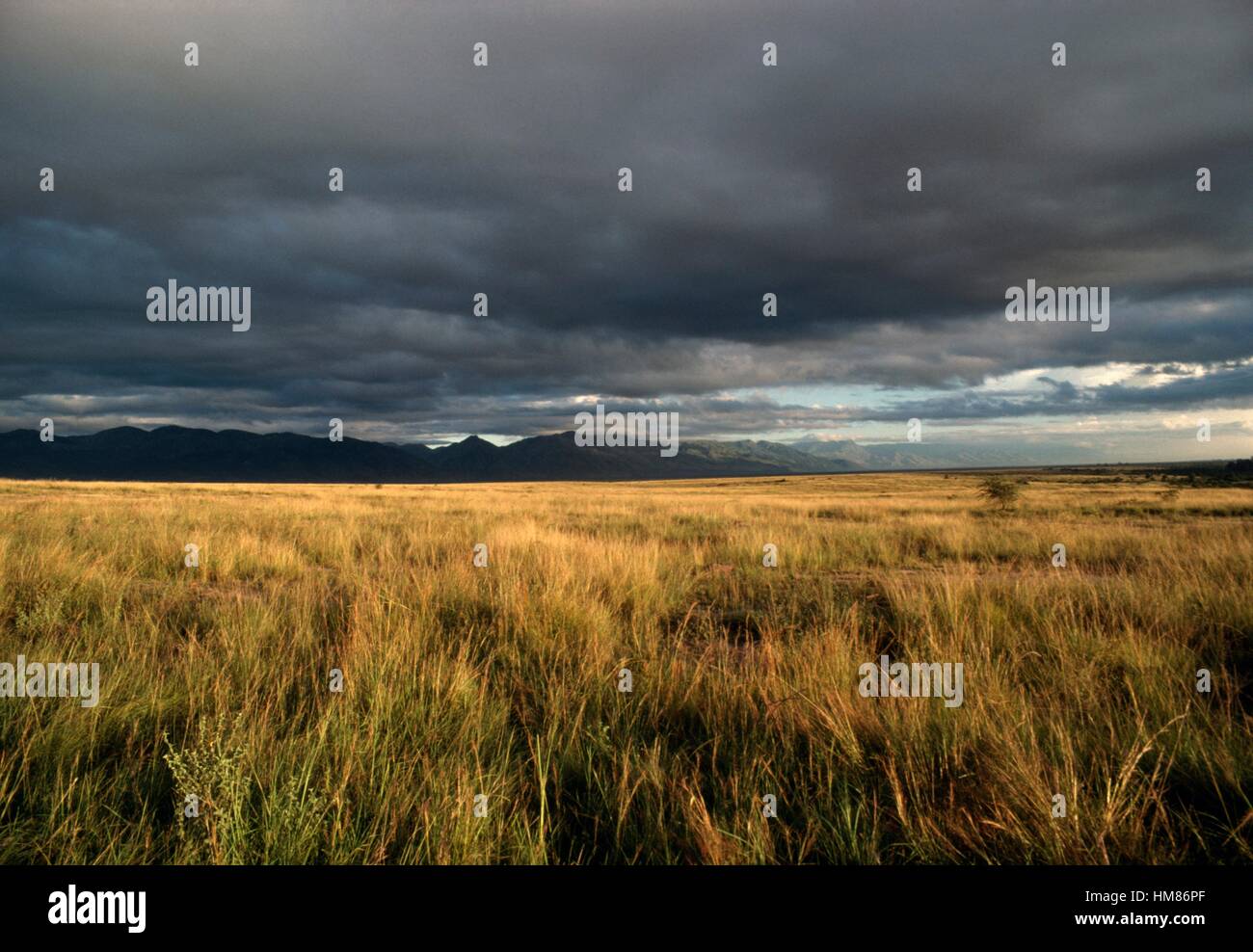 Savannah near Rwindi, Democratic Republic of the Congo Stock Photo - Alamy