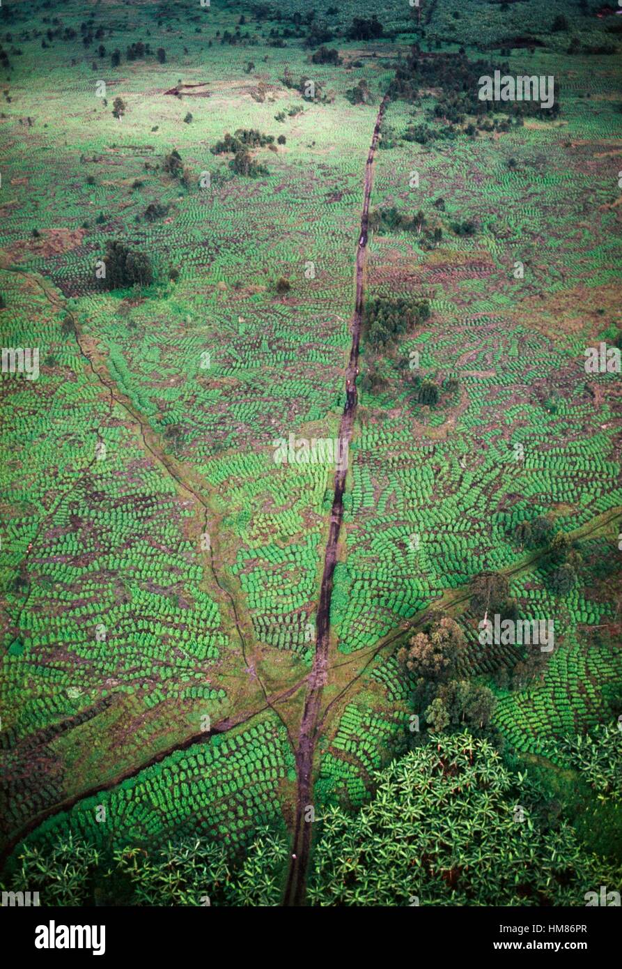 Tea plantation, aerial view, Kivu region, Democratic Republic of the ...