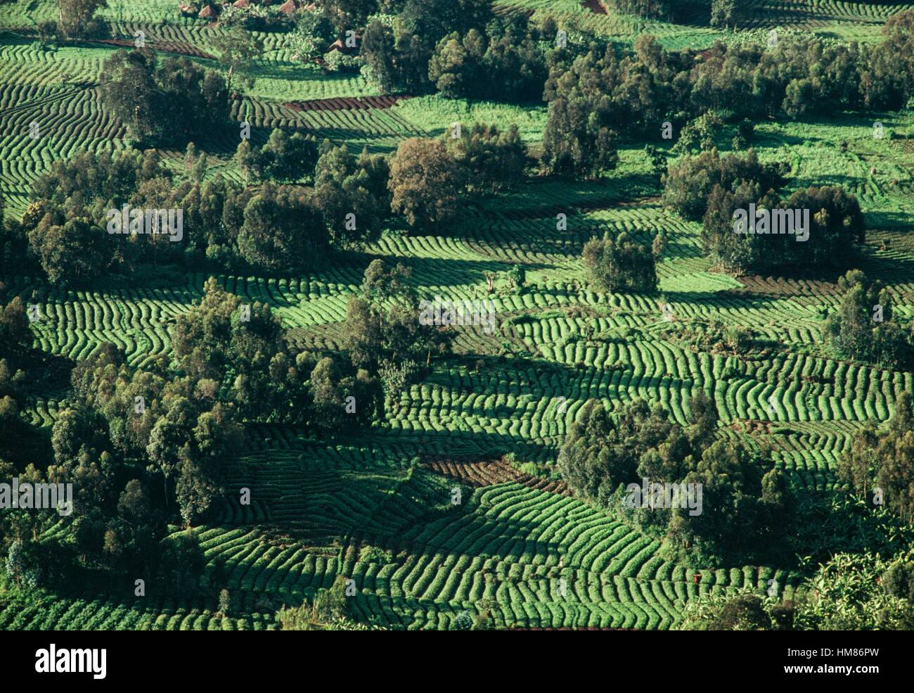 Tea plantation, aerial view, Kivu region, Democratic Republic of the ...