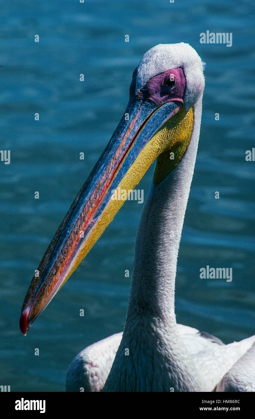 Vitshumbi hi-res stock photography and images - Alamy