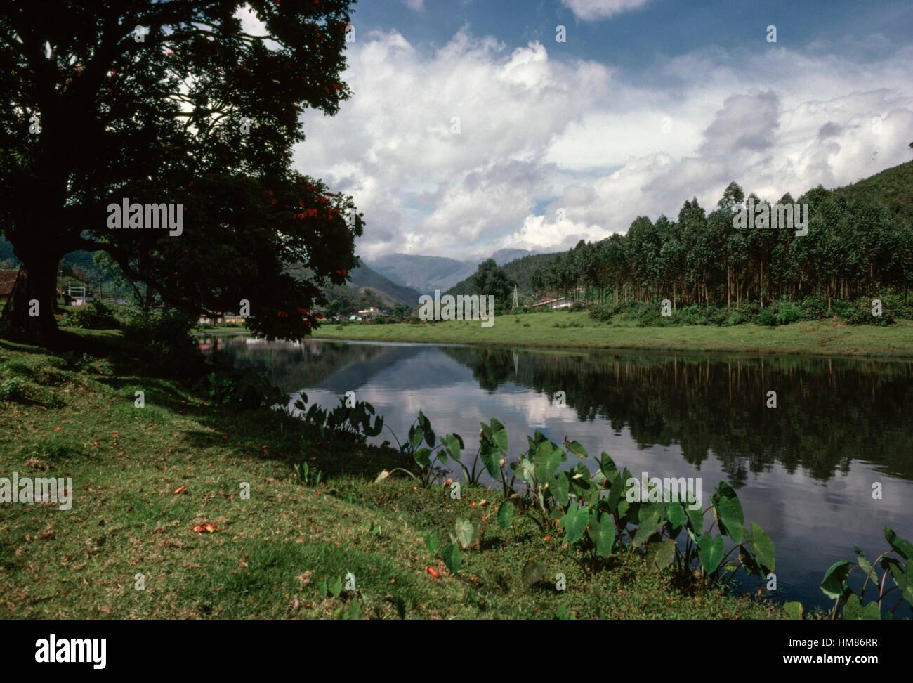 River amongst vegetation, Ghats mountains, Munnar, Kerala, India Stock ...