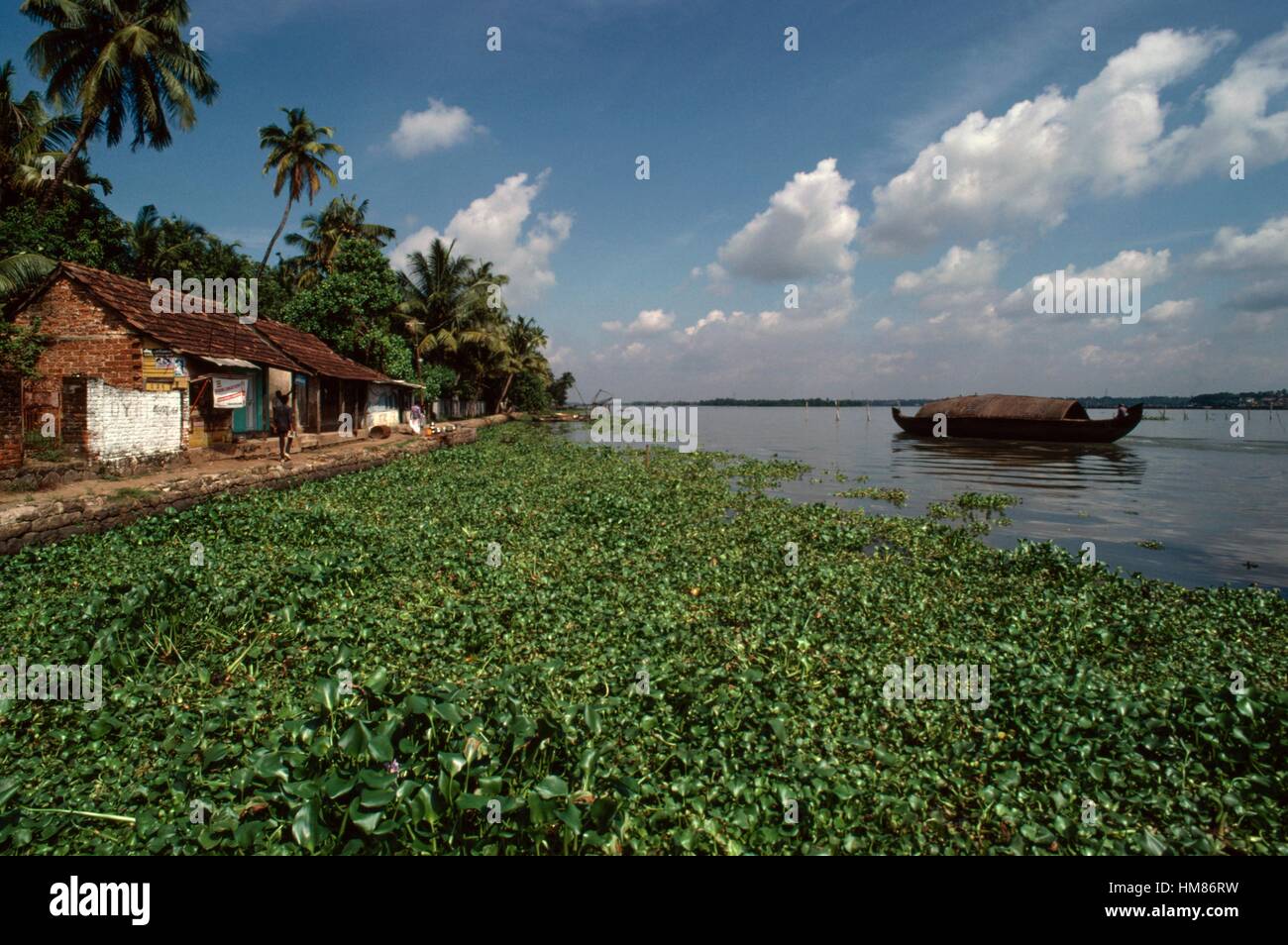 Waterway with floating vegetation, house and a boat, Fort Kochi, Kerala ...