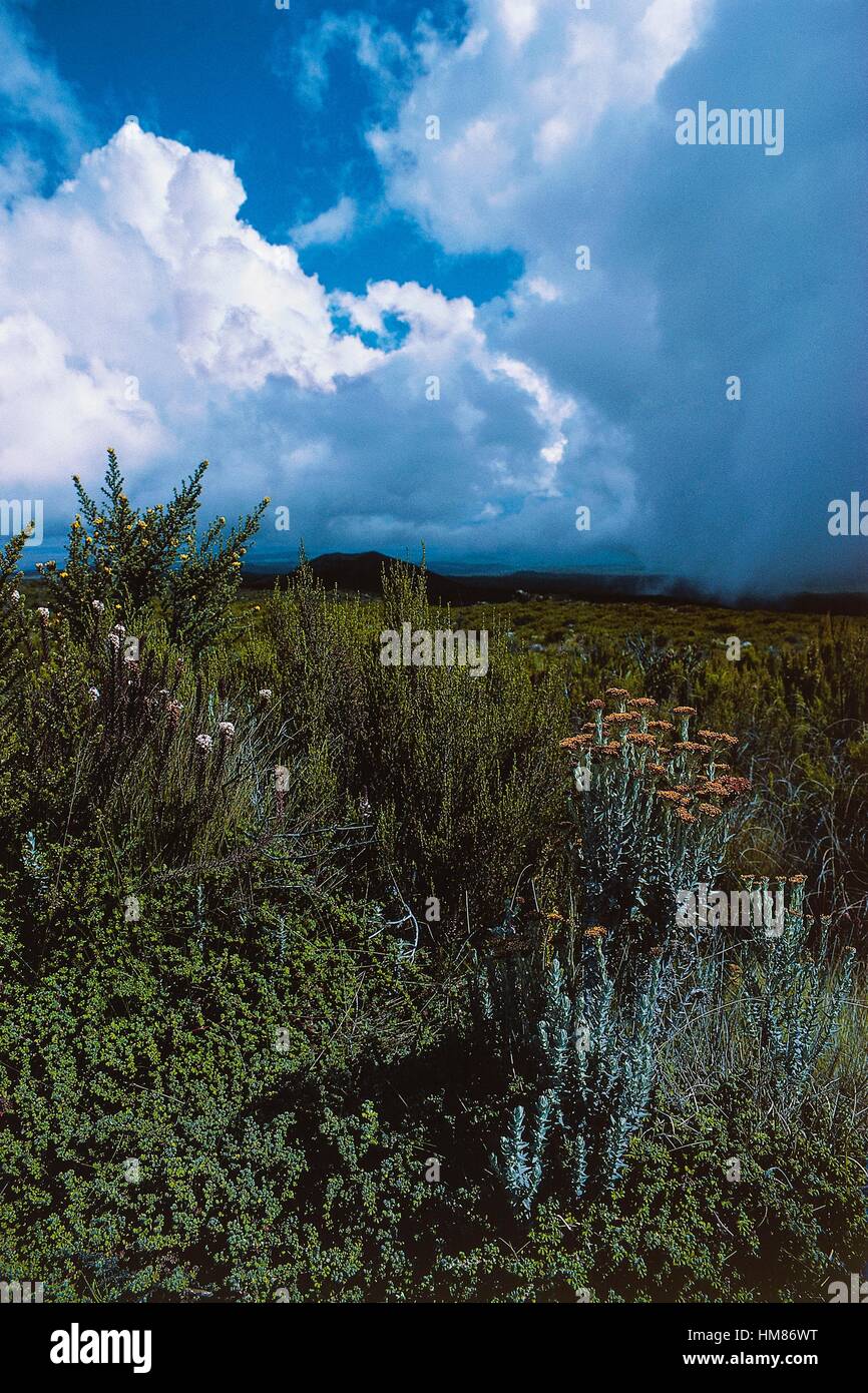 Heath between Horombo Hut and Kibo Hut, Kilimanjaro National Park ...