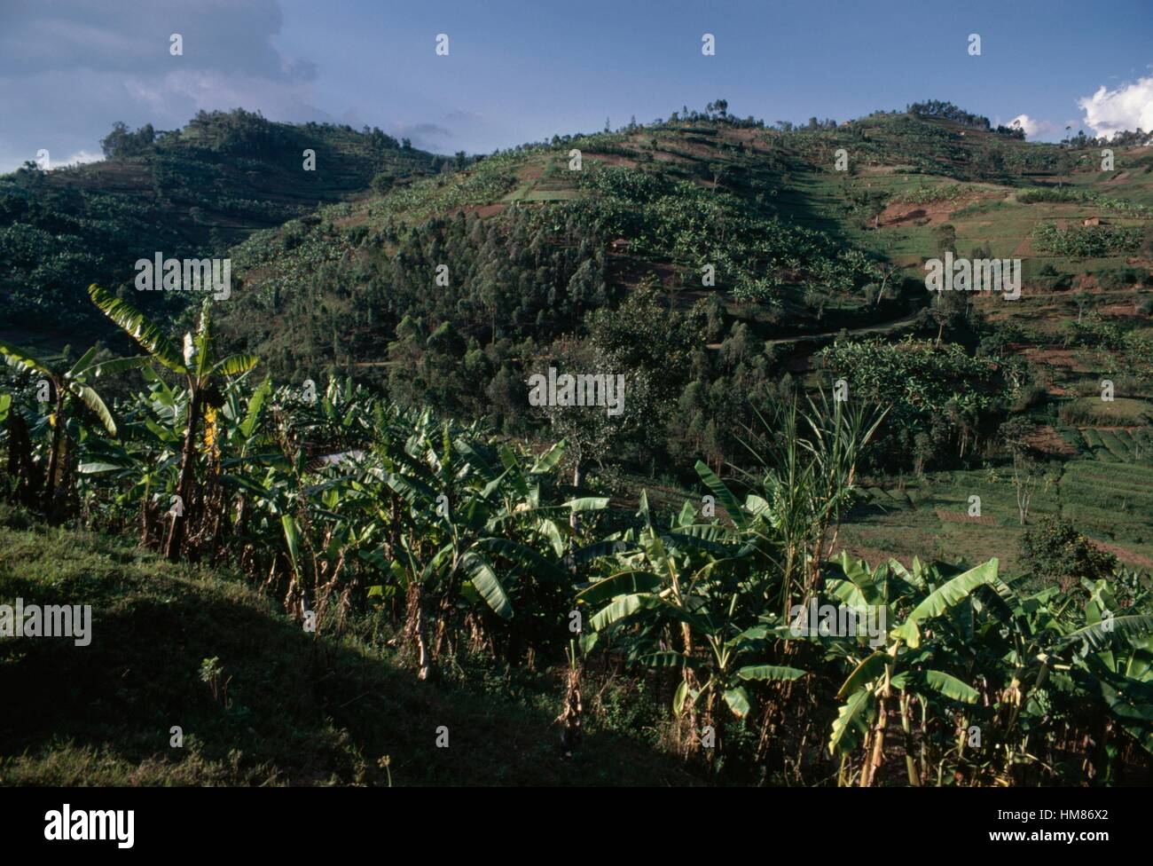 Banana plantation, agricultural landscape, Rwanda Stock Photo - Alamy
