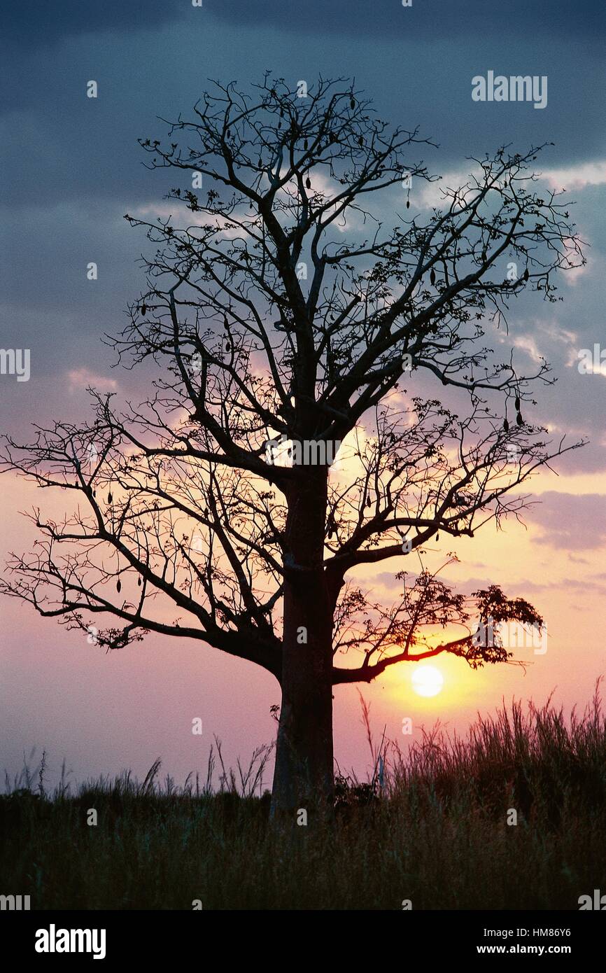 Backlit silhouette of a tree, at sunset, Benin Stock Photo - Alamy