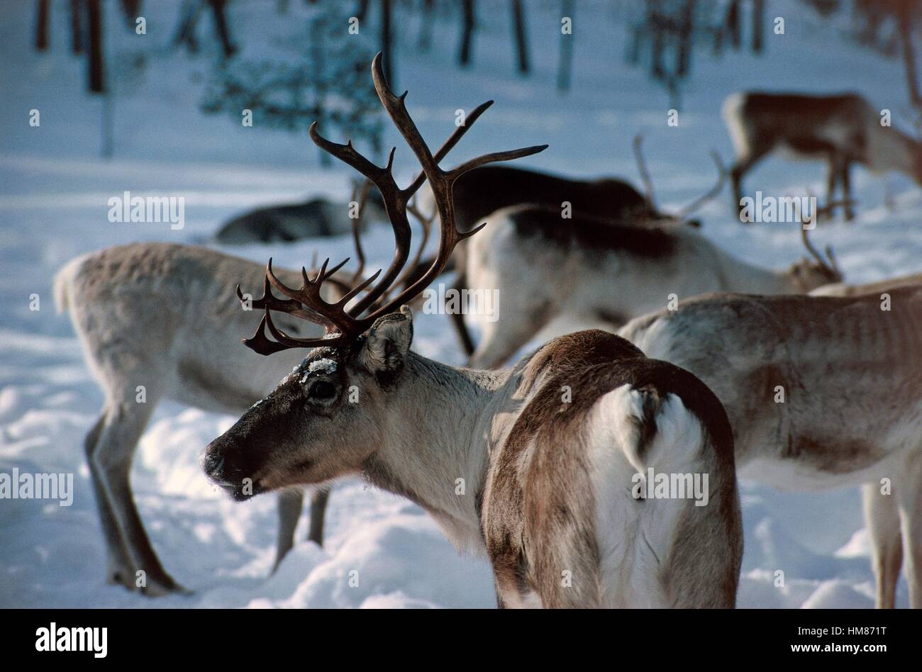 Reindeer (Rangifer tarandus) farming, near Inari, Lapland, Finland ...