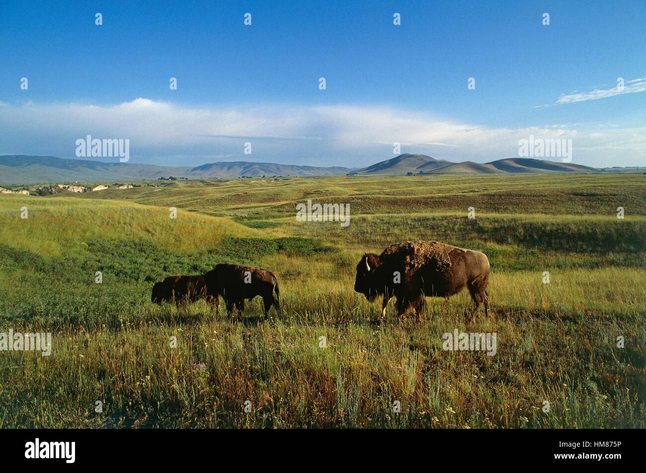 American Bisons, National Bison Range, Montana, United States of ...