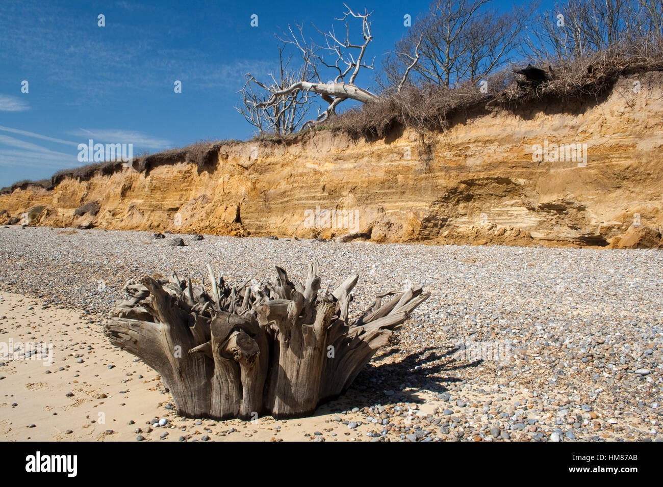 Dead tree stump erosion hi-res stock photography and images - Alamy