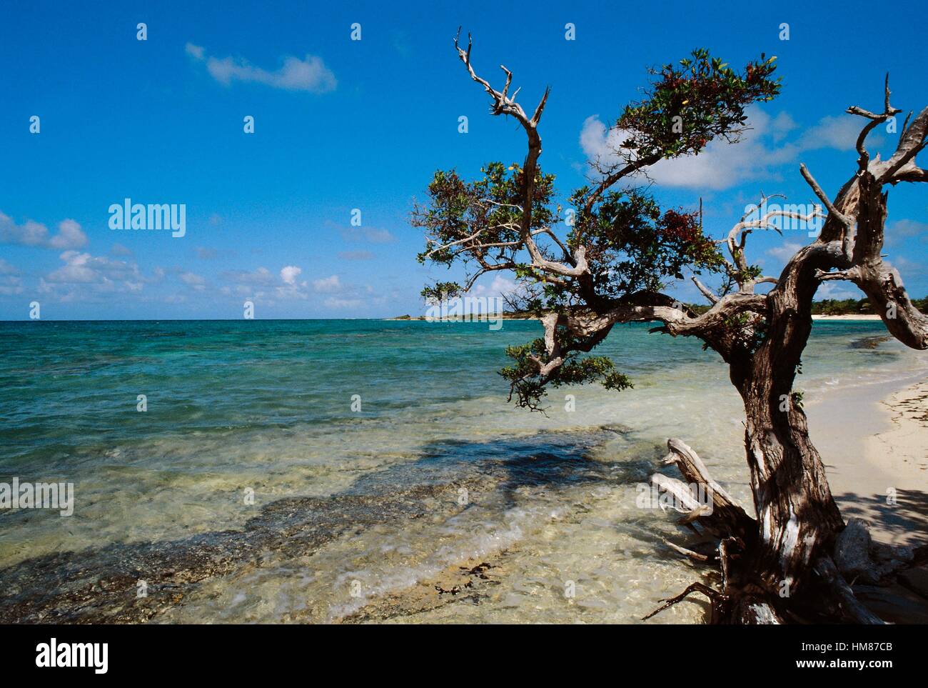 A tree along the coast, Jumby Bay, Antigua, Antigua and Barbuda Stock ...