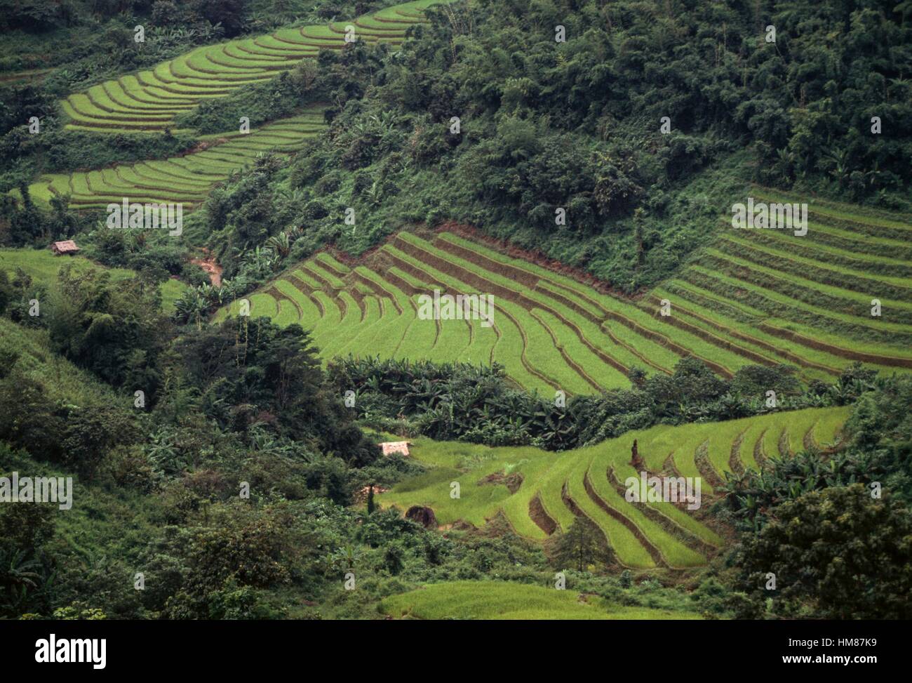 Terraced rice fields near Chiang Rai, Thailand Stock Photo - Alamy
