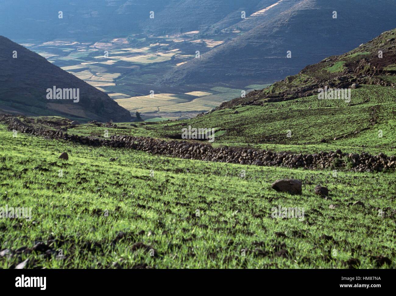 Weldiya hi-res stock photography and images - Alamy