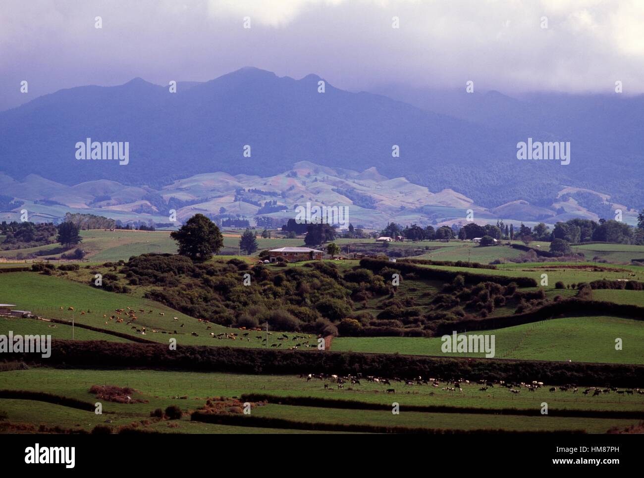 Landscape with grazing animals, near Hamilton (Kirikiriroa in Maori ...