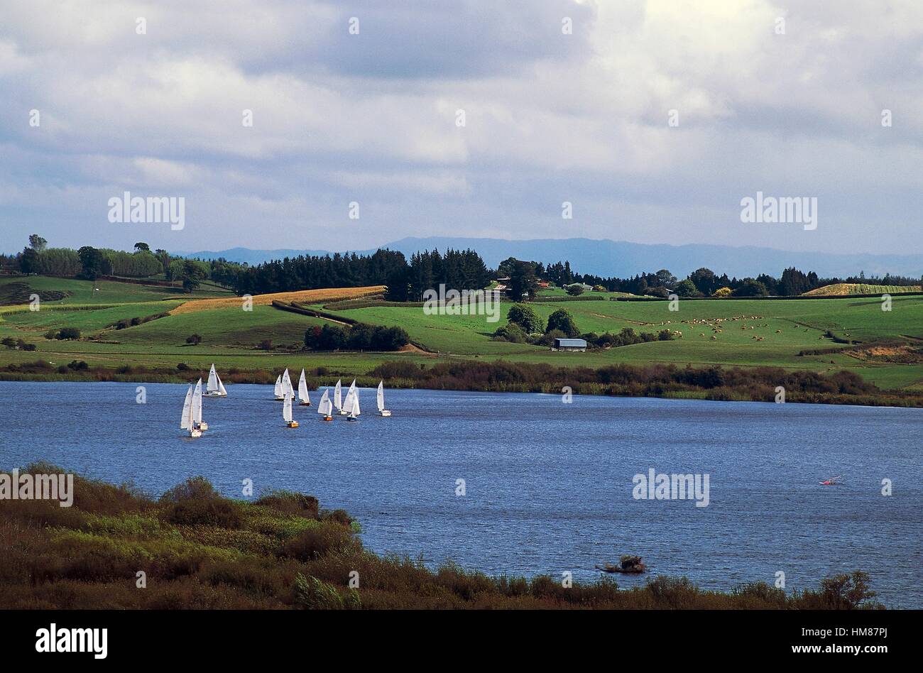 Kirikiriroa in maori hi-res stock photography and images - Alamy