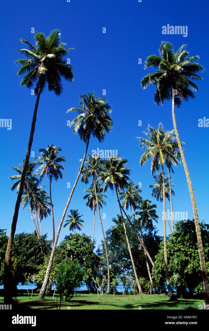Palm trees in the botanical garden of Mataiea, Tahiti, French Polynesia ...