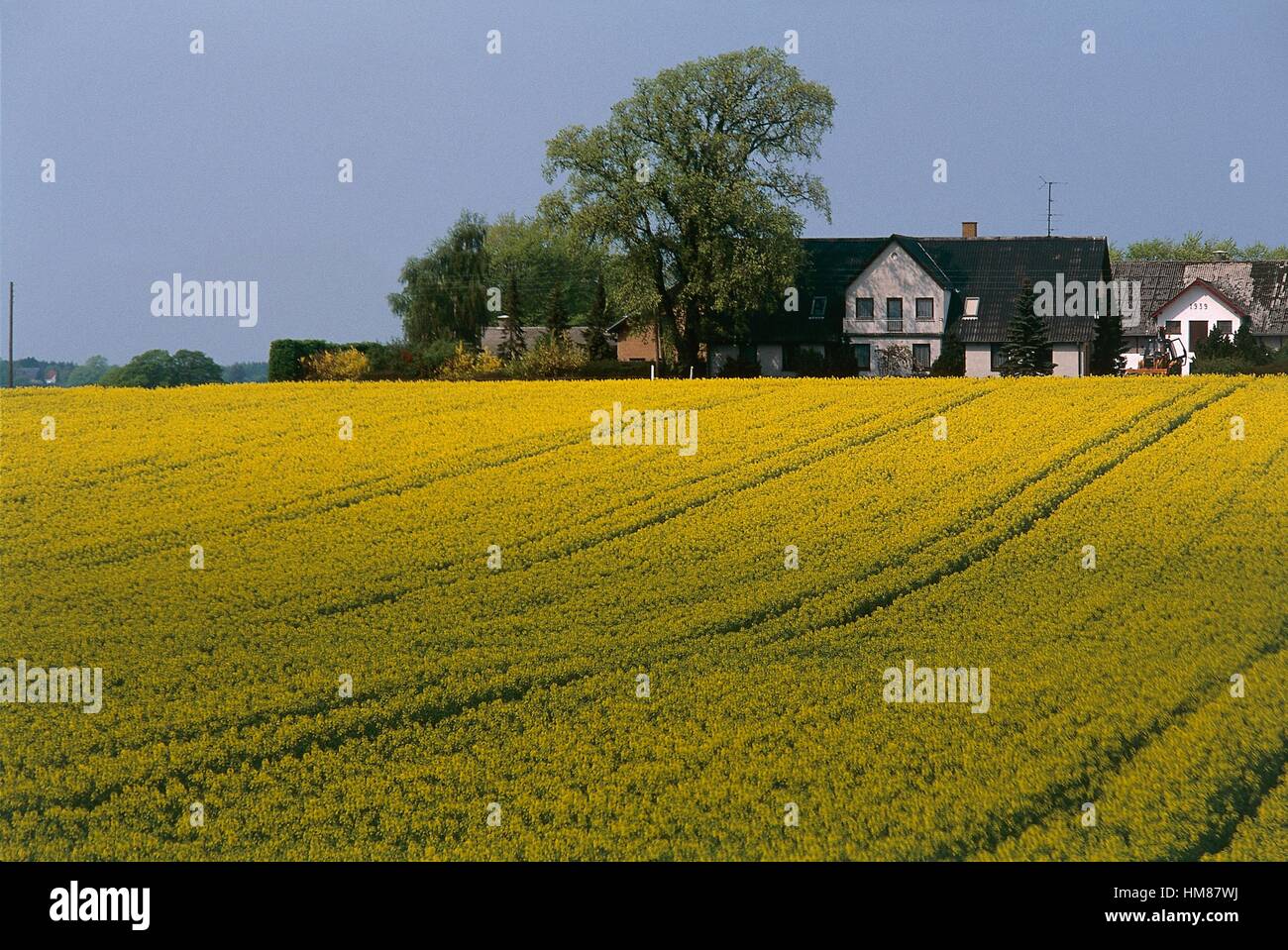 Fields filled with flowers in Jutland, Denmark Stock Photo - Alamy