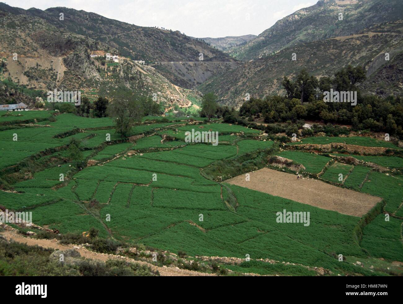 Ketama hi-res stock photography and images - Alamy