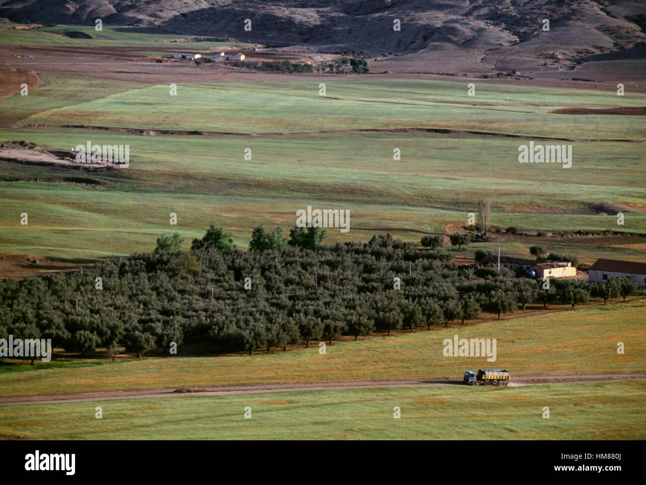 Agricultural landscape near Frenda, Algeria Stock Photo - Alamy