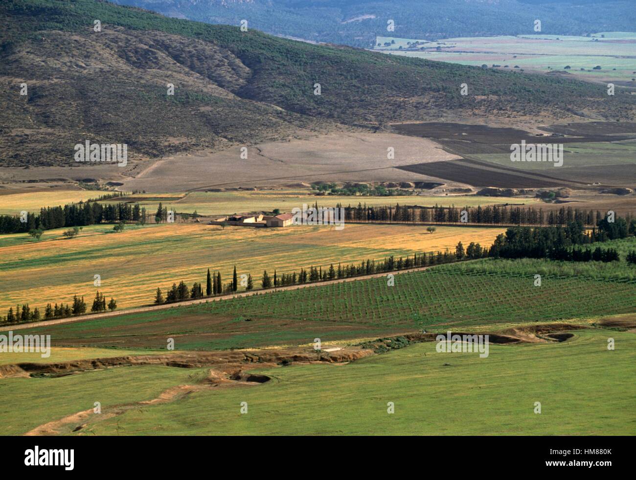 Agricultural landscape near Frenda, Algeria Stock Photo - Alamy