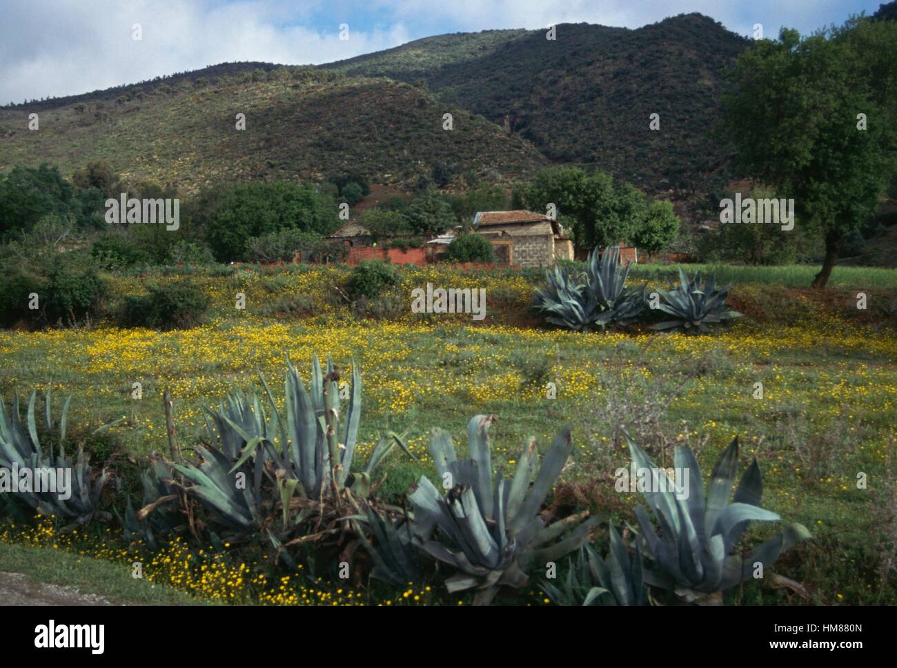 Algeria house hi-res stock photography and images - Alamy