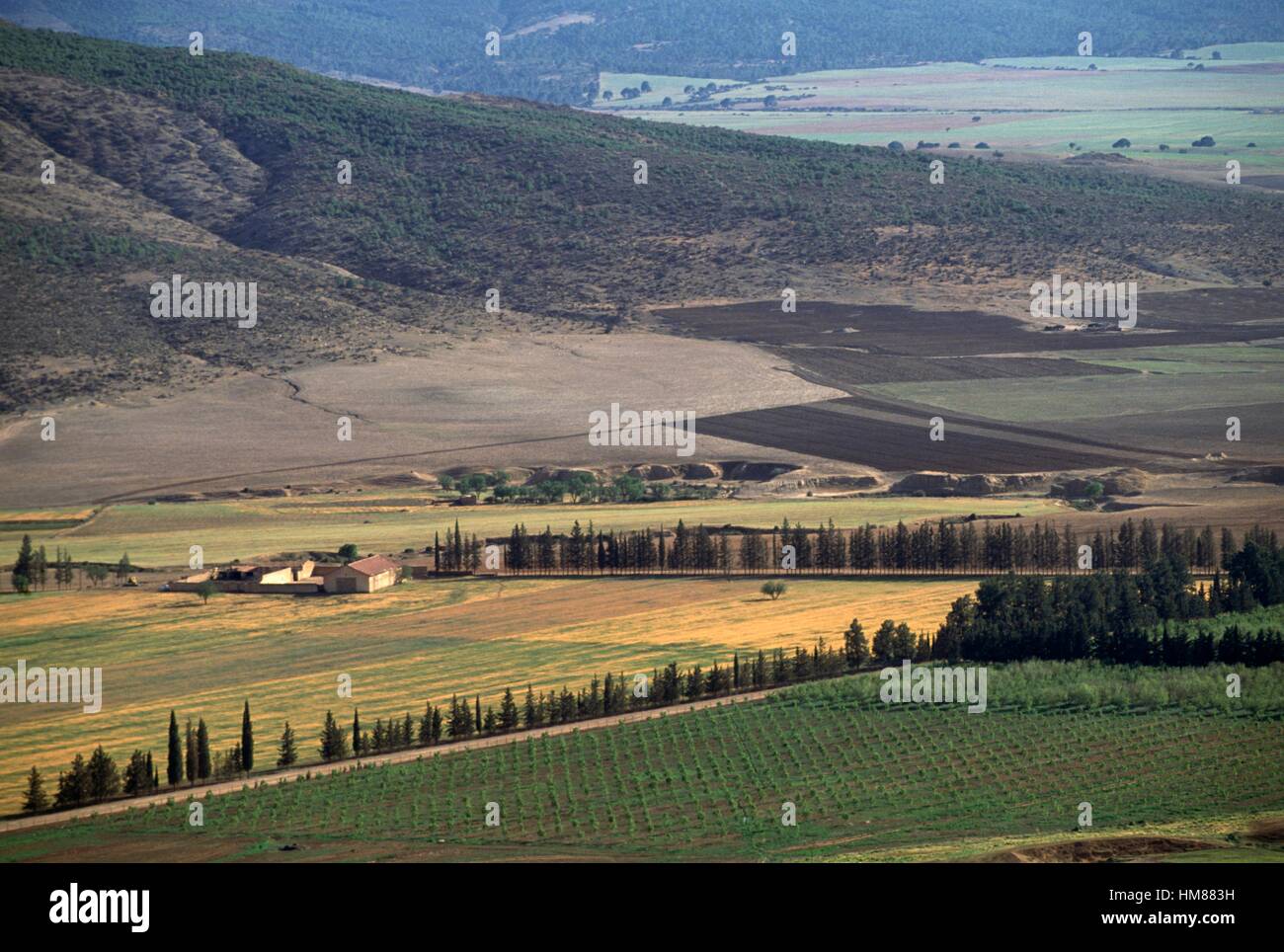 Agricultural landscape near Frenda, Algeria Stock Photo - Alamy