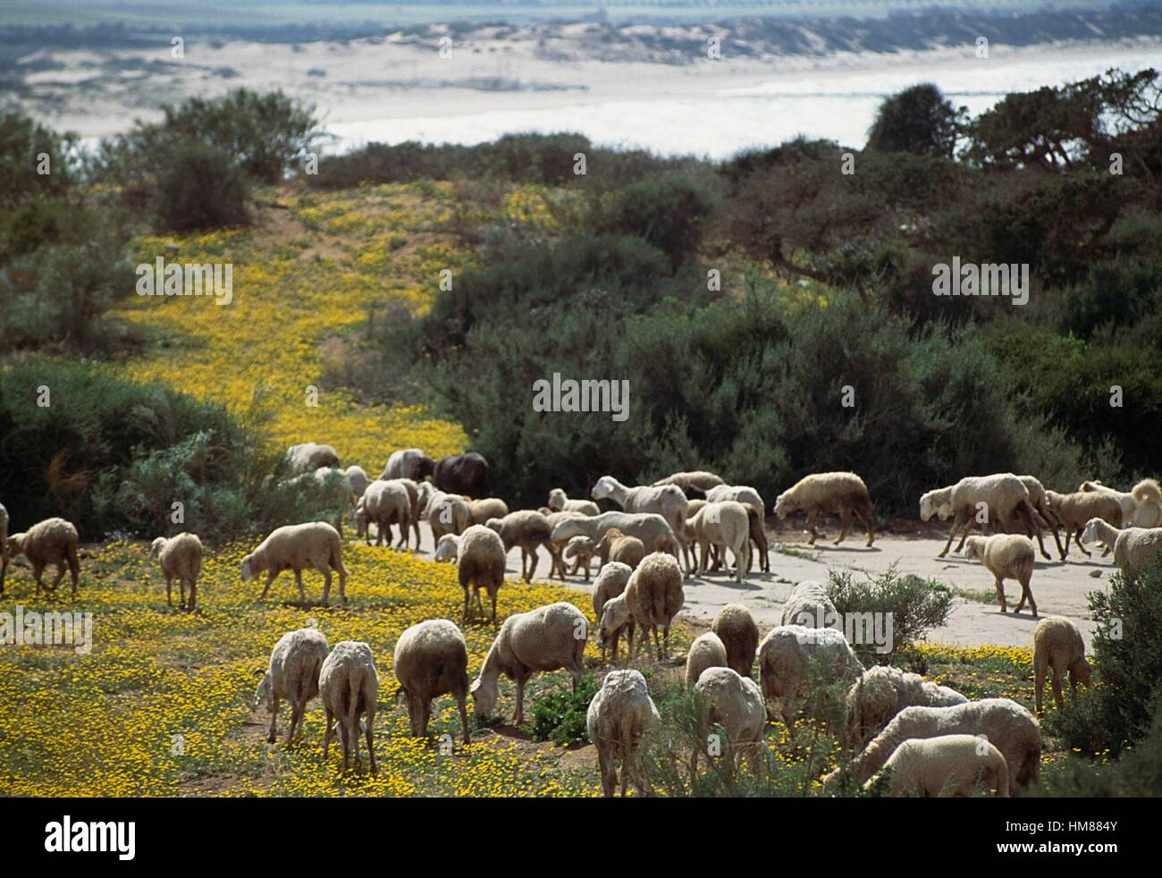 A flock of sheep grazing, near Arzew, Algeria Stock Photo - Alamy
