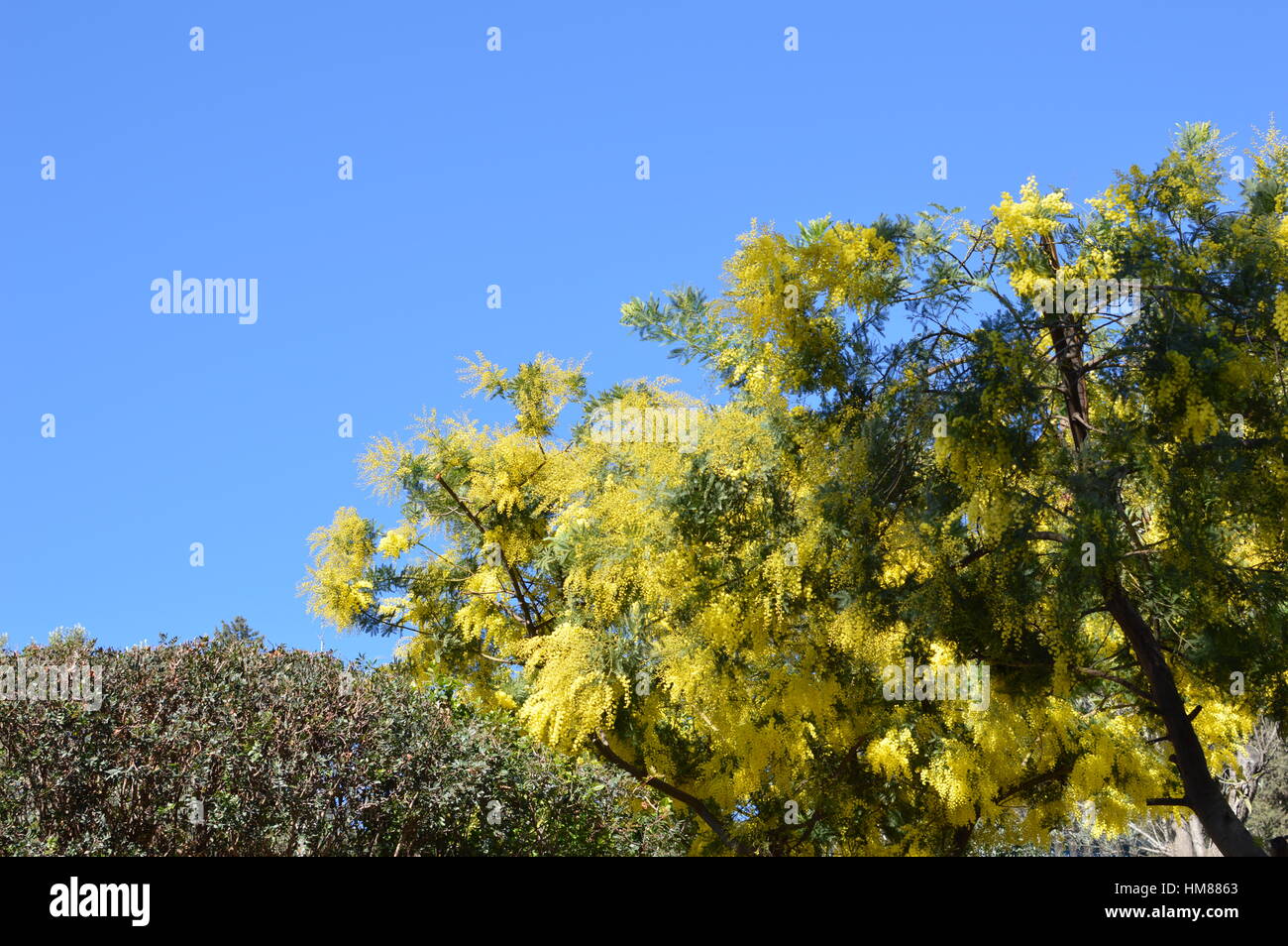 Yellow flower tree Stock Photo - Alamy