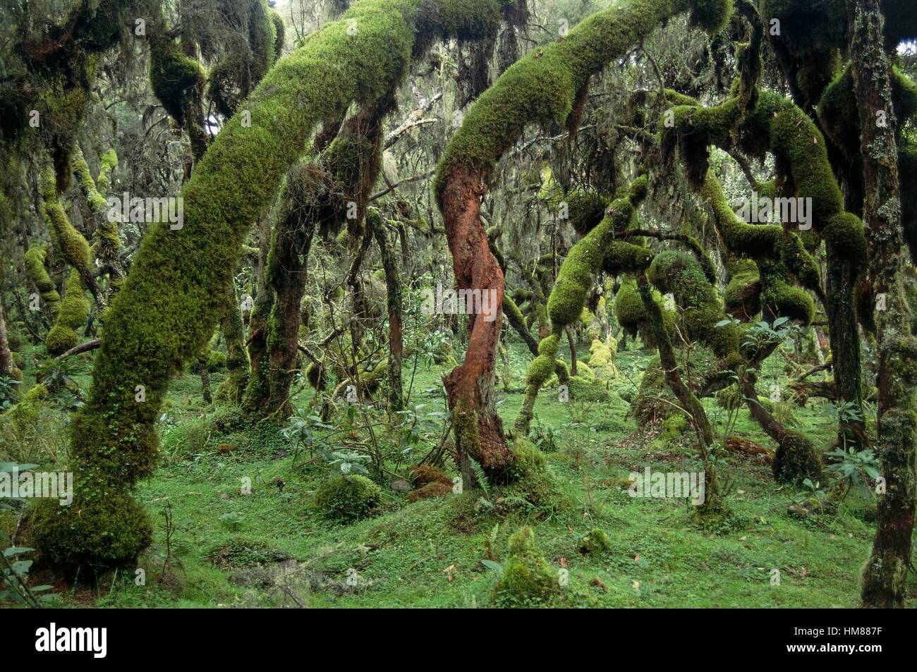 Harenna Forest, Bale or Urgoma Mountains National Park, Ethiopia Stock ...