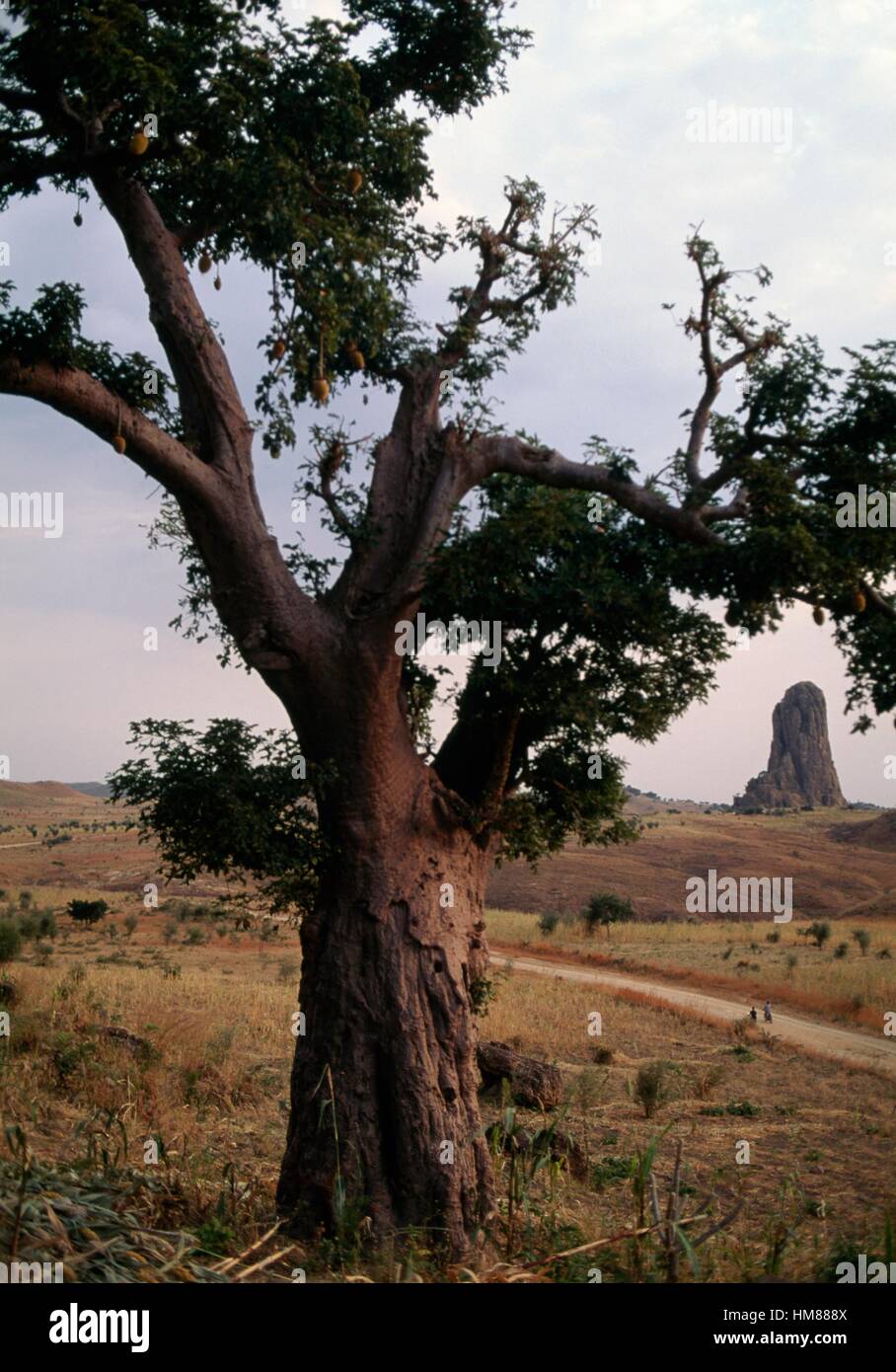 Baobab (Adansonia digitata), Bombacaceae, Rumsiki, Mandara Mountains ...