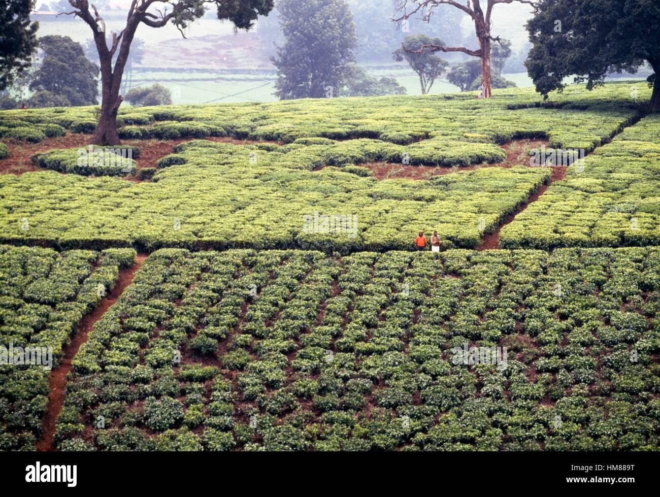 Tea plantations, Limuru, Kenya Stock Photo - Alamy