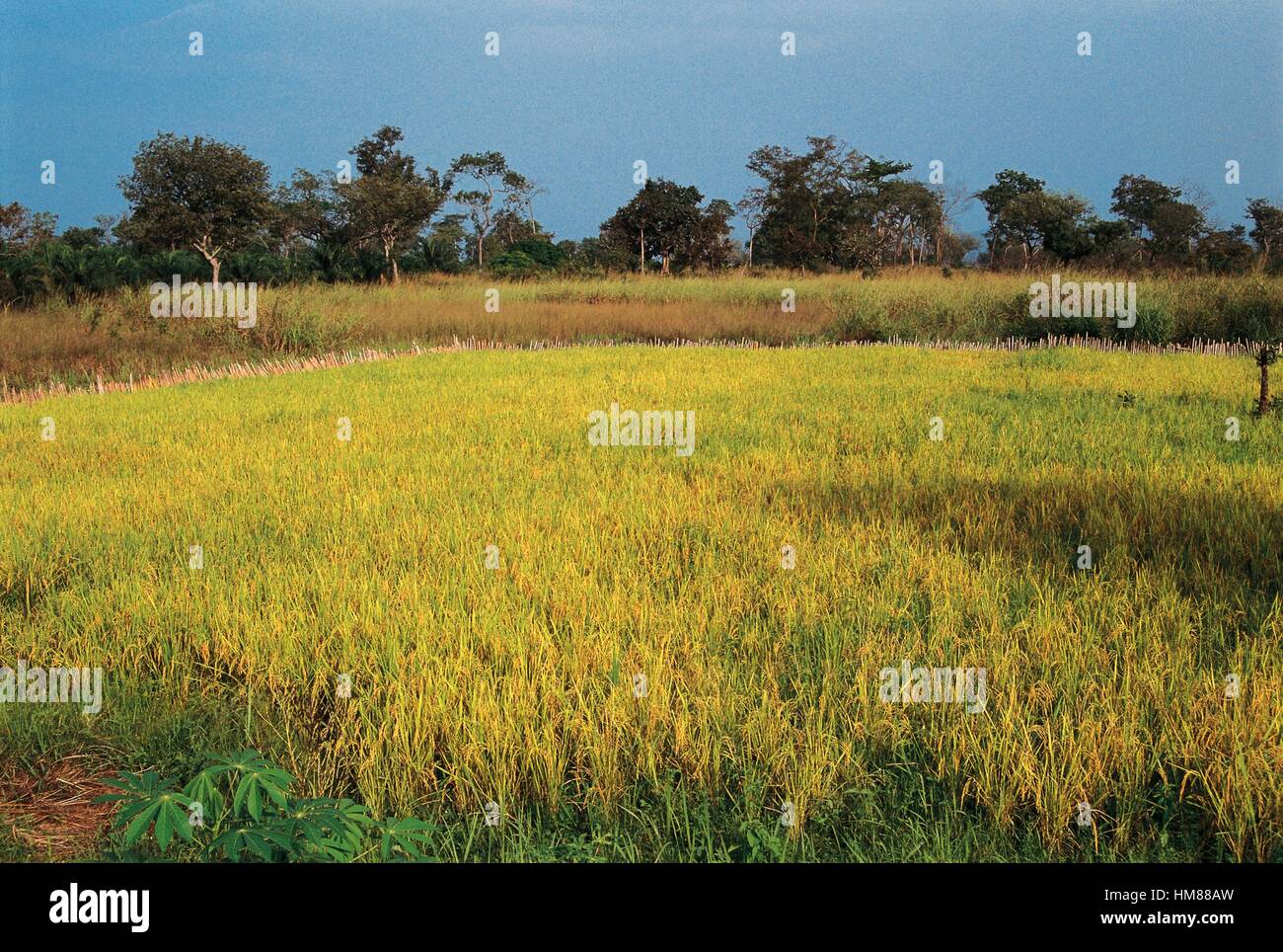 Rice field near Kara, Togo Stock Photo - Alamy