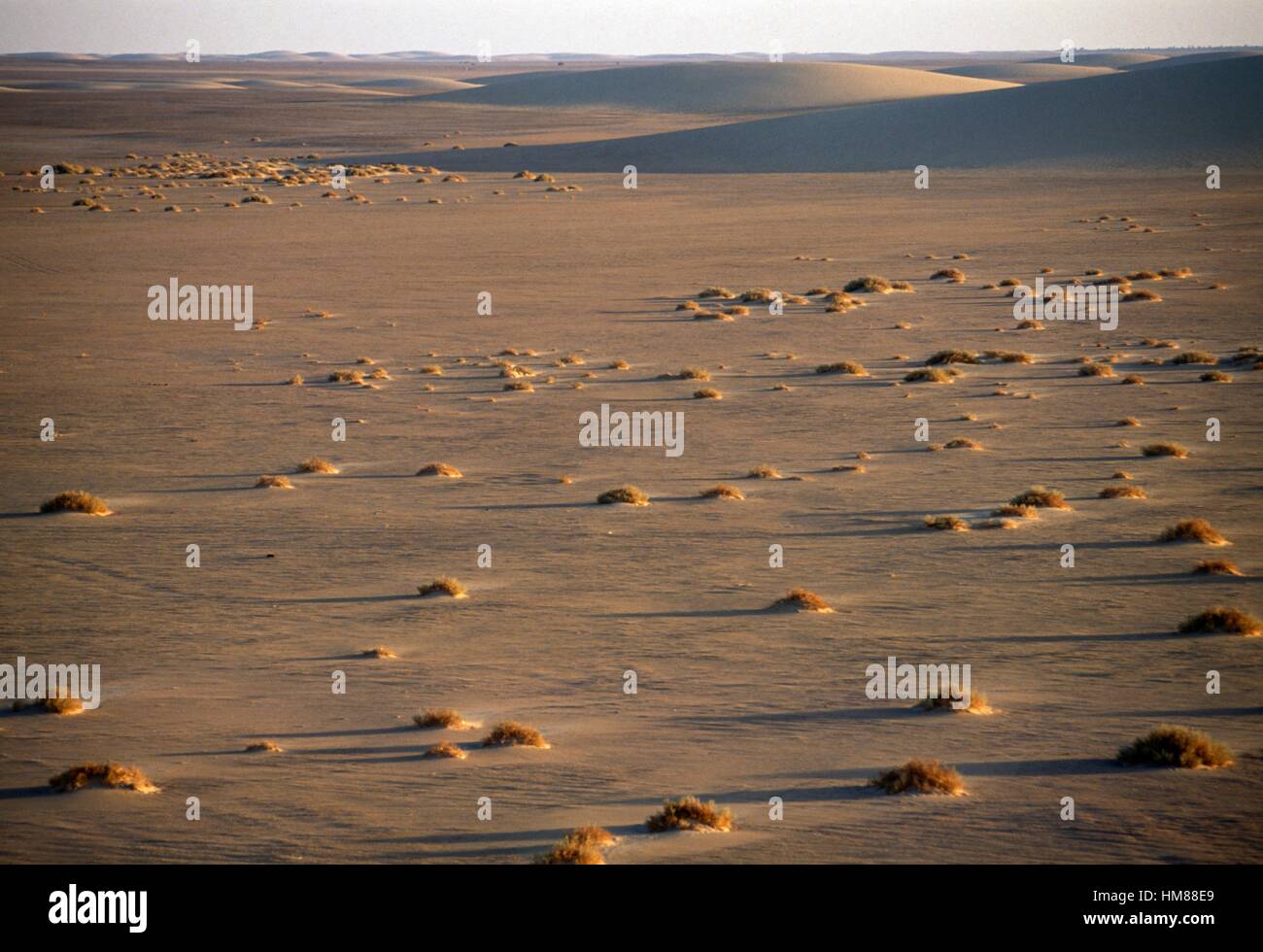 Sand with bushes near the ancient city of Dongola, Nubia, Sahara Desert ...