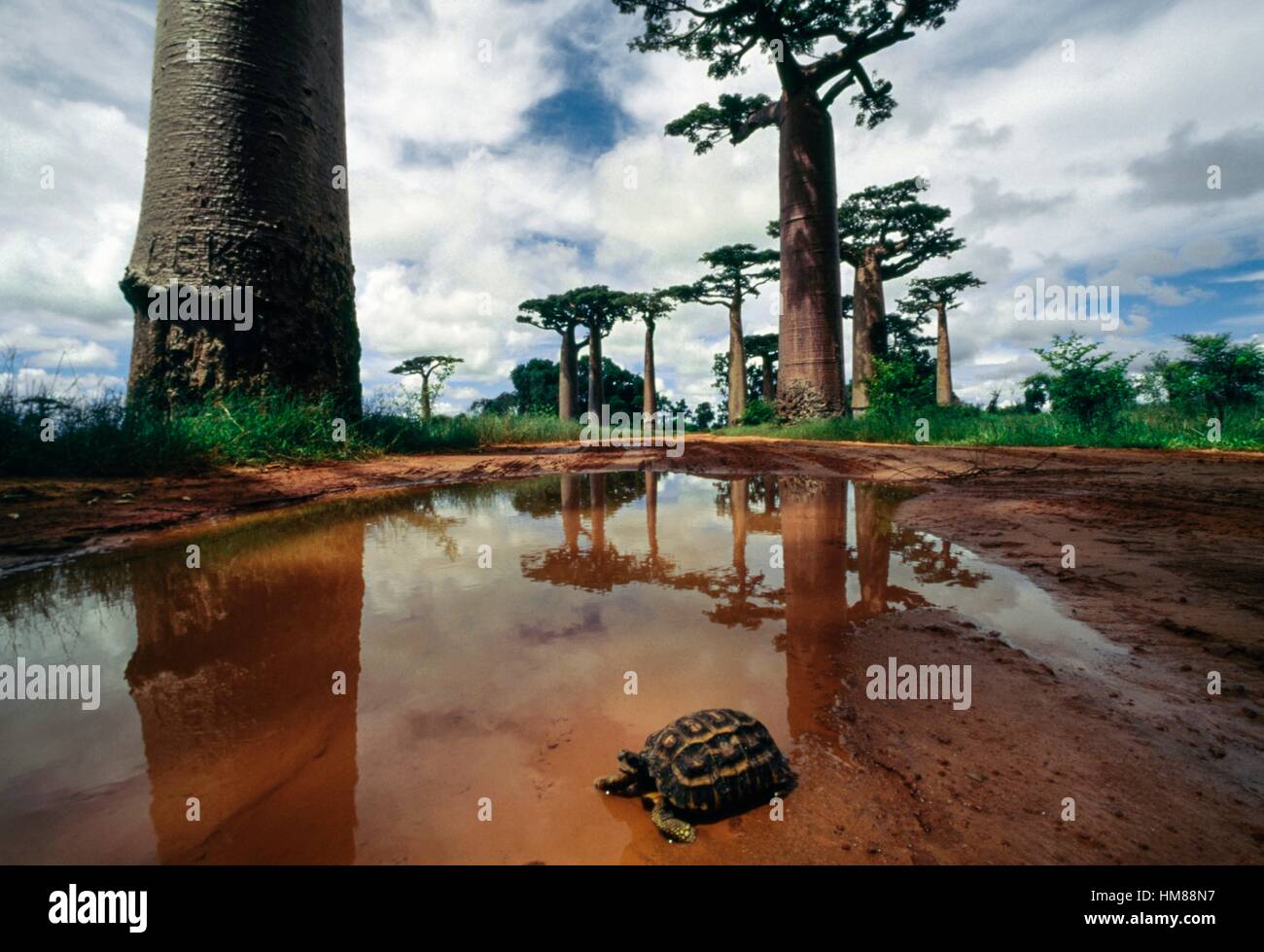 The Avenue of the Baobabs, with a flat-backed spider tortoise (Pyxis ...