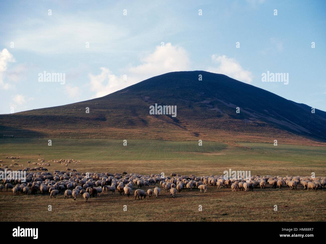 Saint croix sheep hi-res stock photography and images - Alamy