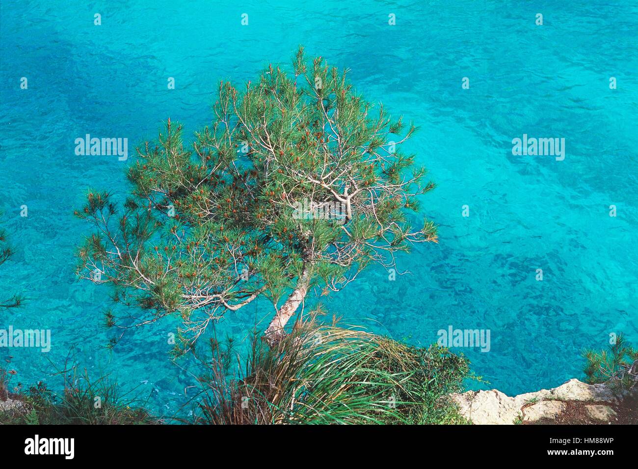An overhanging tree on the coast near the Cala Santanyi cove, Majorca ...