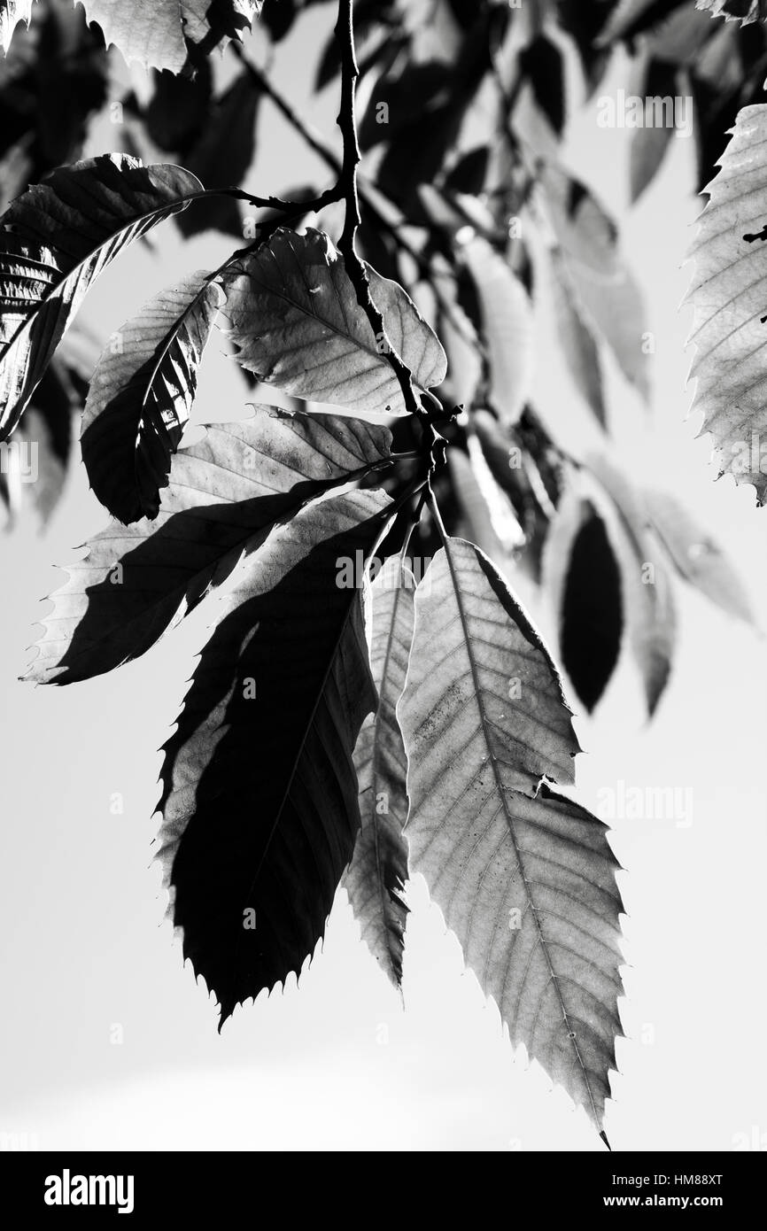 Leaves Hanging from Tree Branch Stock Photo - Alamy
