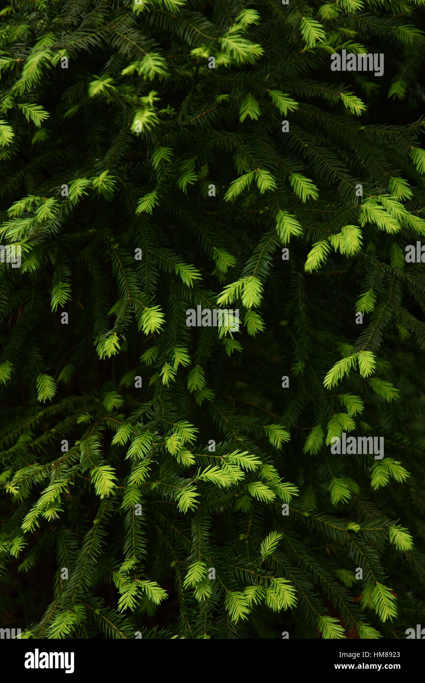 Green Evergreen Branches Stock Photo - Alamy