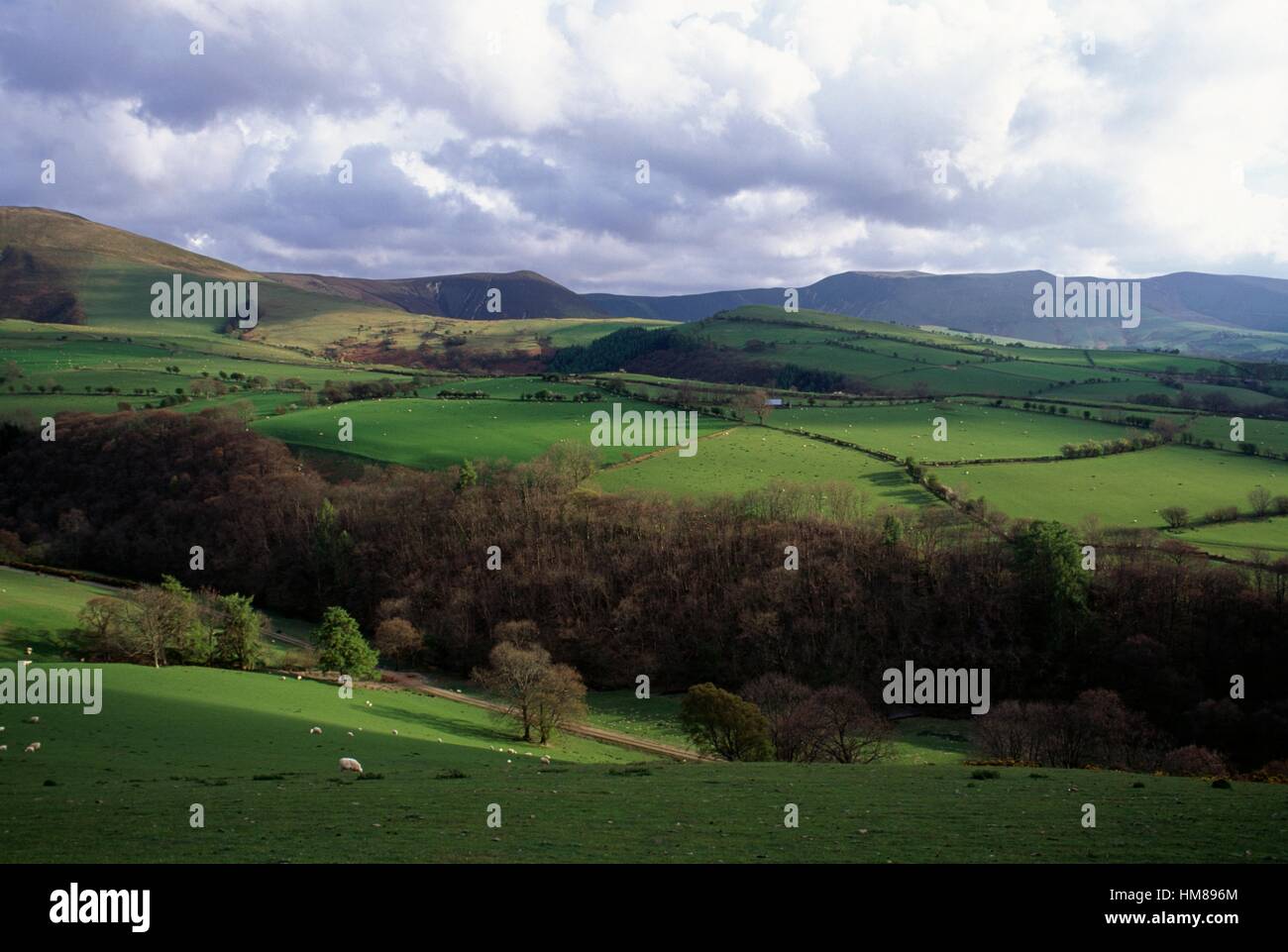 Landscape with trees and cultivated fields, Cambrian mountains, Wales ...