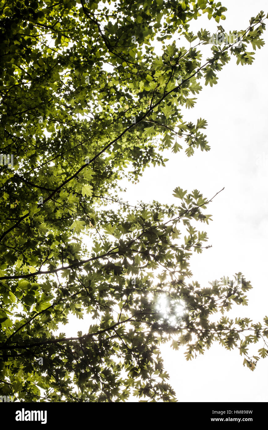 Branches leaves hi-res stock photography and images - Alamy