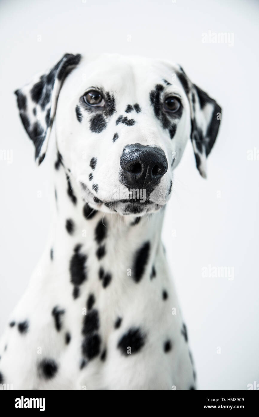 Portrait of Dalmatian Dog Stock Photo - Alamy