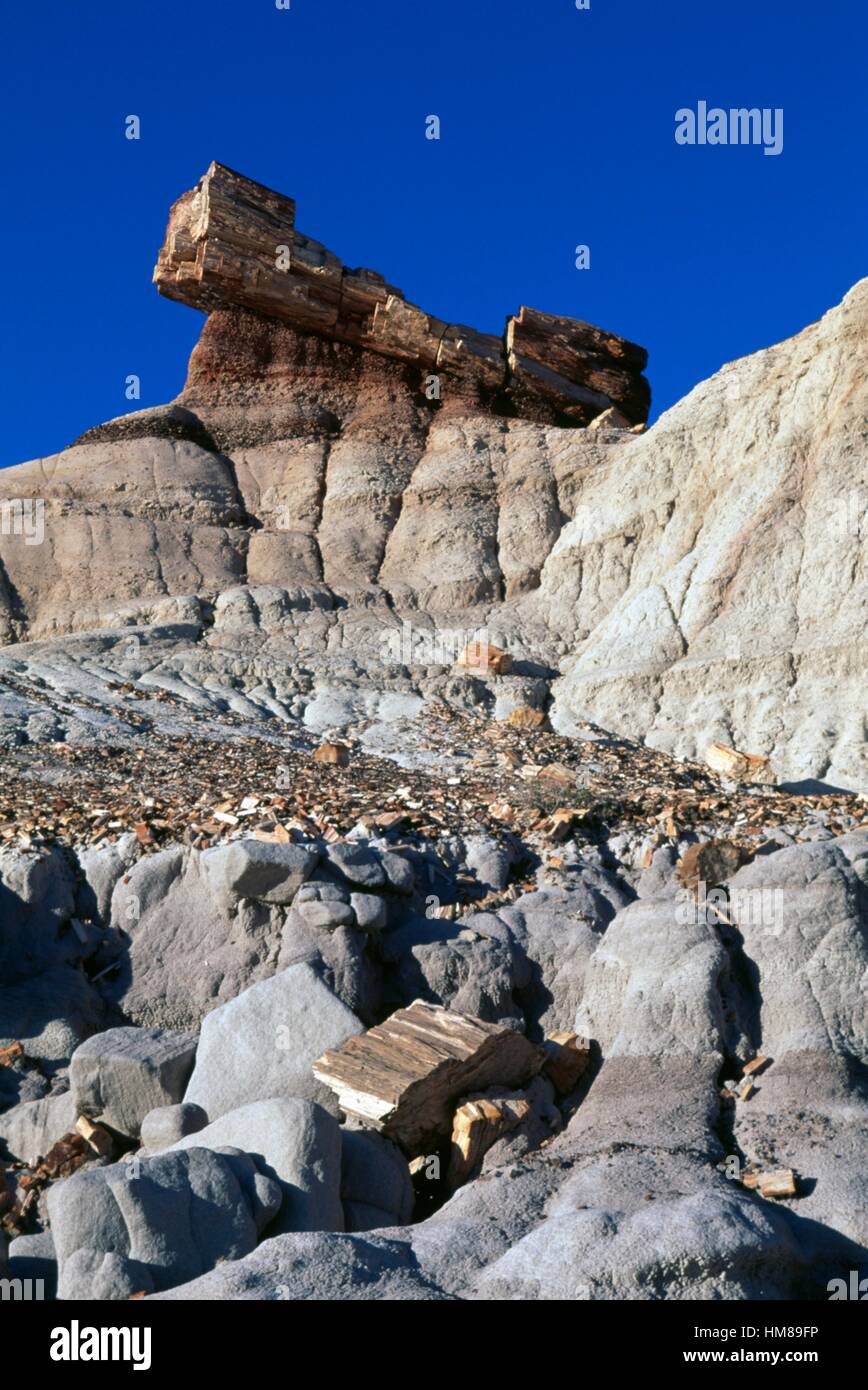 Petrified trunks, Blue Mesa, Petrified Forest National Park, Arizona ...