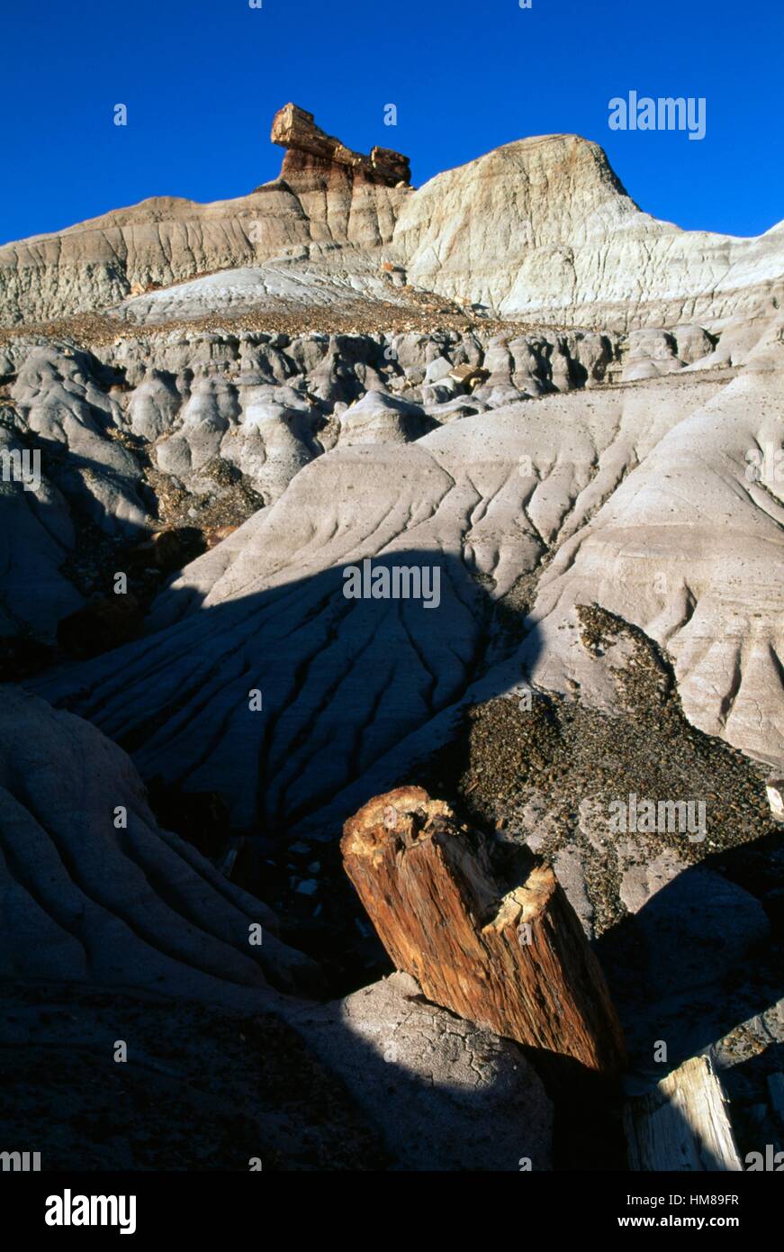 Petrified trunk, Blue Mesa, Petrified Forest National Park, Arizona ...