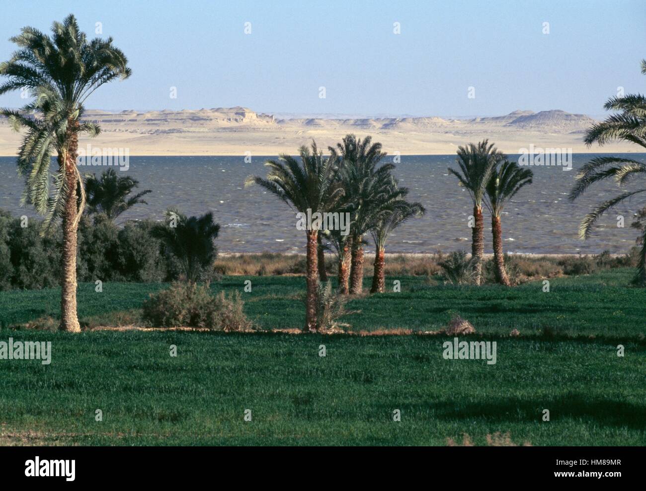 Al fayoum in the fayoum oasis hi-res stock photography and images - Alamy